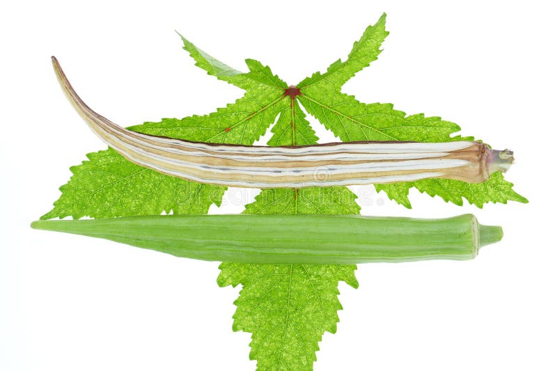 Red Lady Finger Plants stock image. Image of health, plant - 28726259