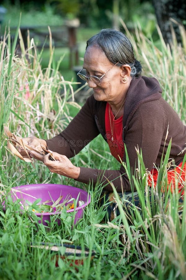 Lady Gathering Hay from Paddy Field Editorial Stock Image - Image of ...