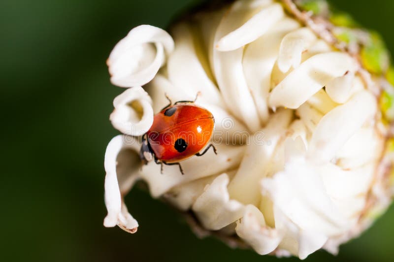 Lady is a killer stock image. Image of invertebrate, fresh - 65278595