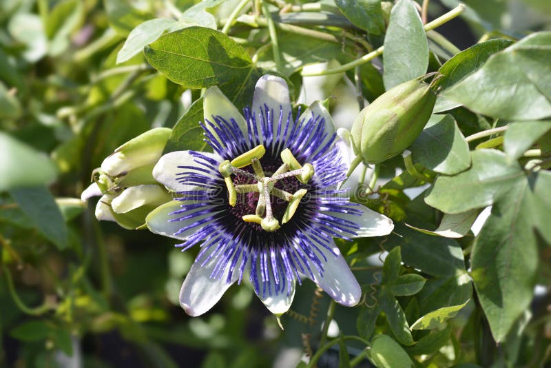 Lady Lavender Passion Vine stock photo. Image of lavender - 239041548