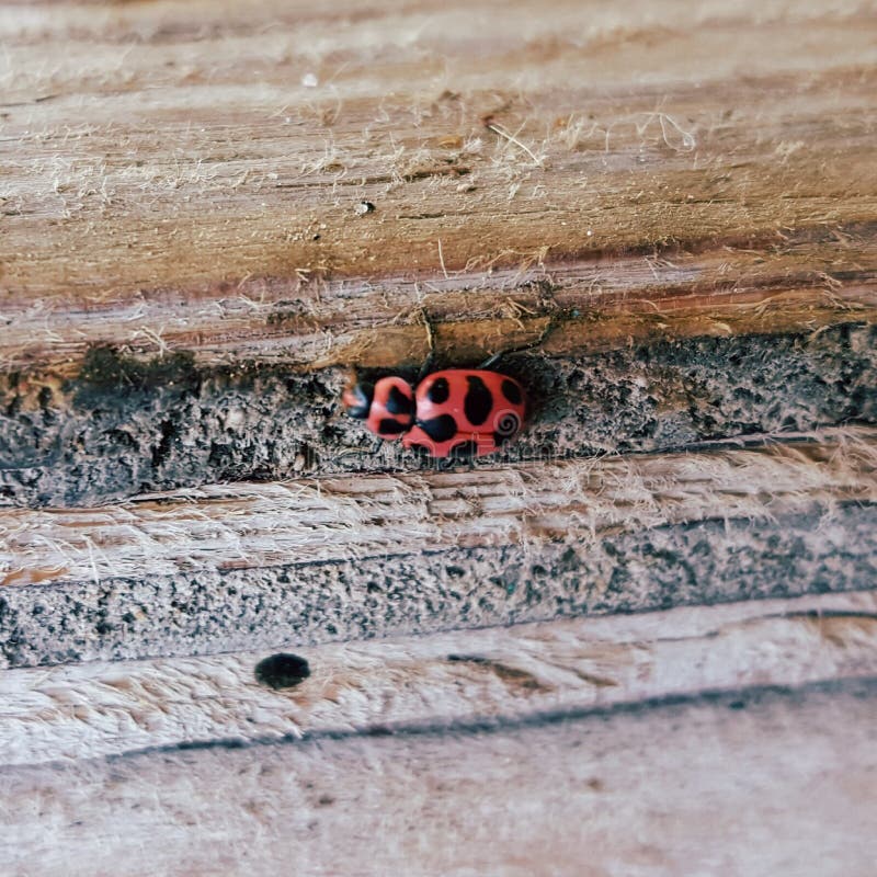 Lady Love of Mine - Lady Bug Journey Stock Image - Image of discovery ...