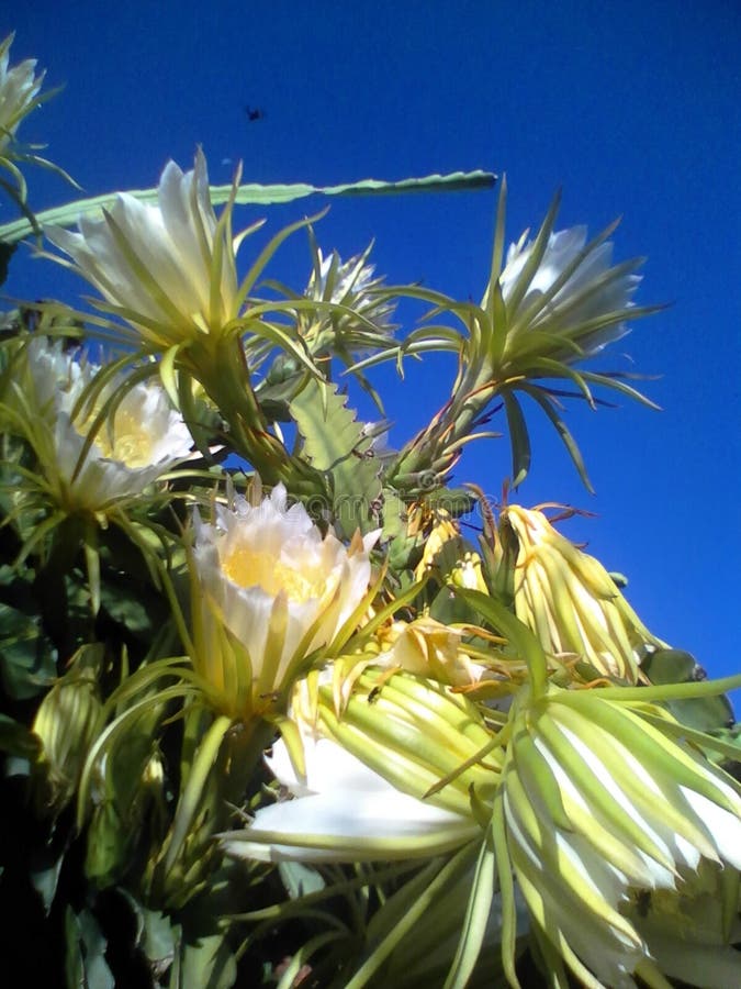 Lady of the Night Grew Up in Front of My House Stock Photo - Image of ...