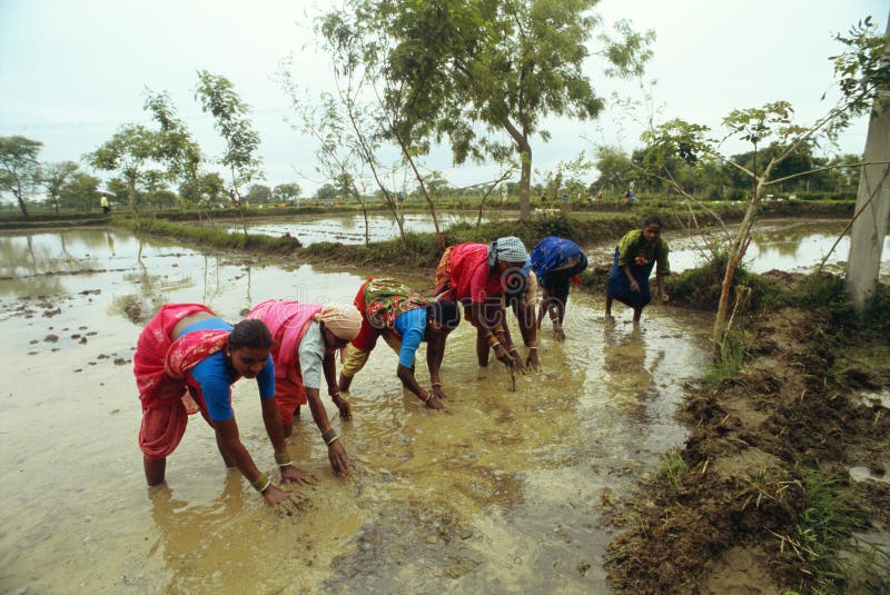 Indian Women Working in Paddy Field Bastar Chhattisgarh India Editorial ...