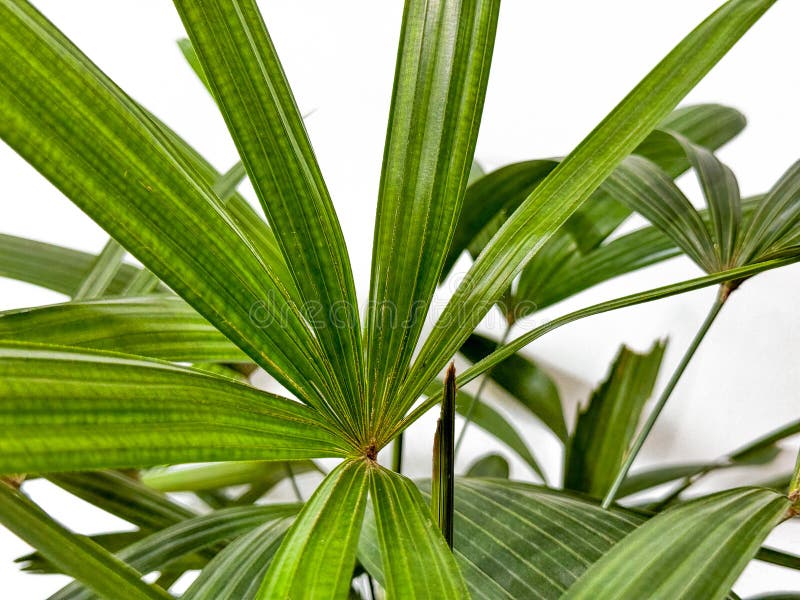 Lady Palm stock image. Image of green, flora, lady, plant - 323747309