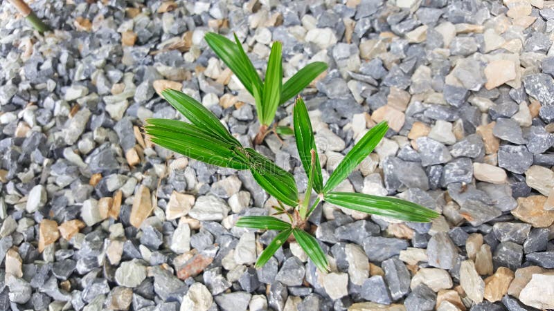 Lady palm rhapis excelsa stock photo. Image of outdoor - 263298636