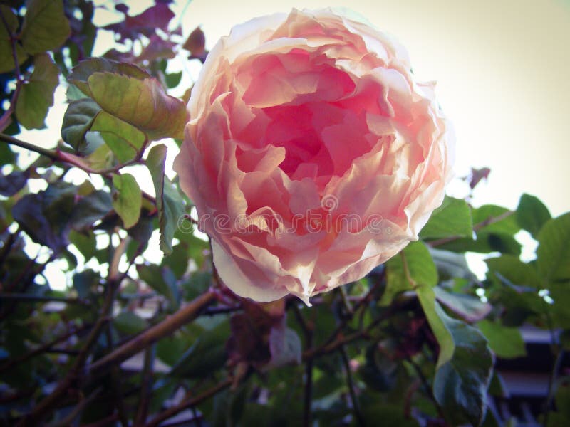 Lady stock photo. Image of vine, rose, closed, pink - 120745904