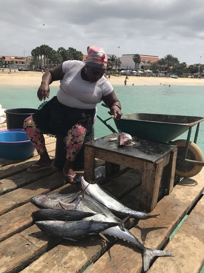 Tuna fish on dock editorial stock photo. Image of lady - 109020798