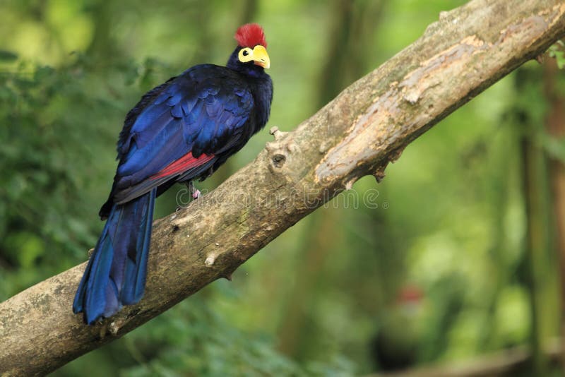 Lady Ross turaco stock photo. Image of branch, africa - 44001426