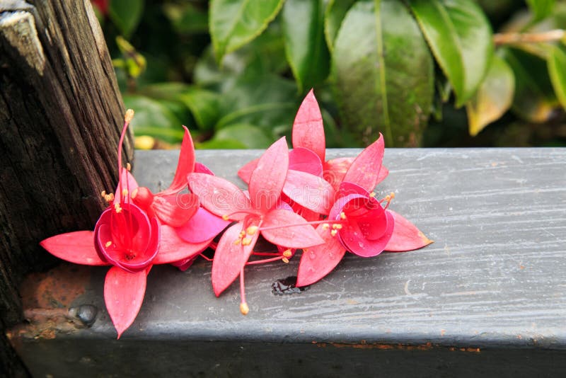 Lady s eardrop stock image. Image of eardrops, floral - 35265693