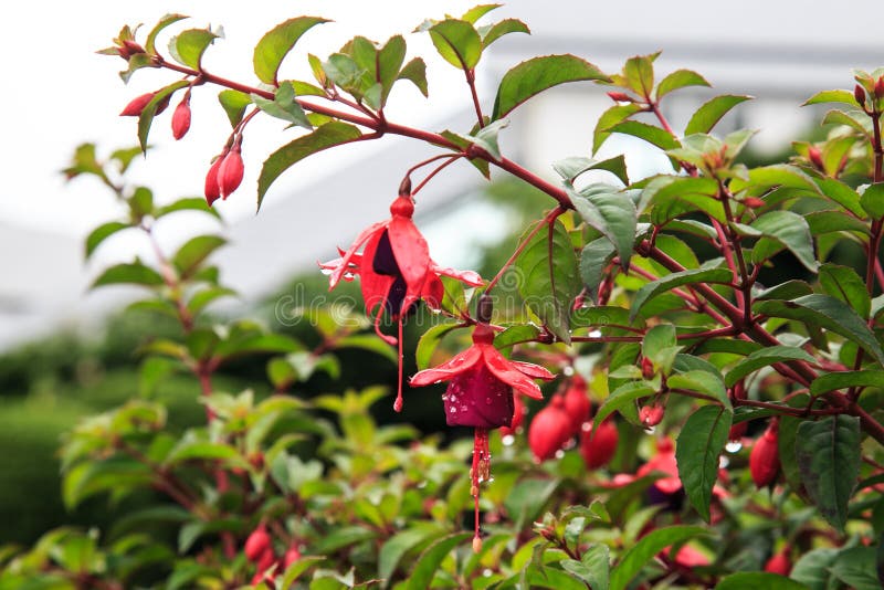 Lady s eardrop stock photo. Image of lady, fuschia, close - 35265796