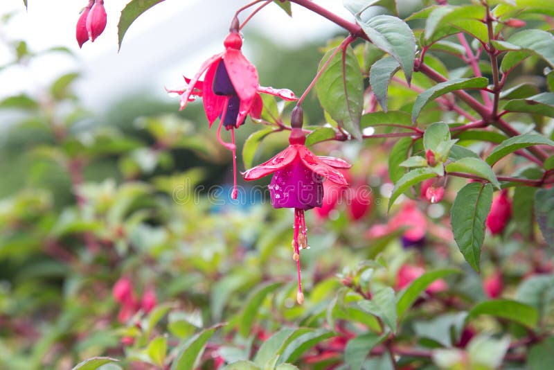 Lady s eardrop stock photo. Image of fuschia, eardrops - 35265860