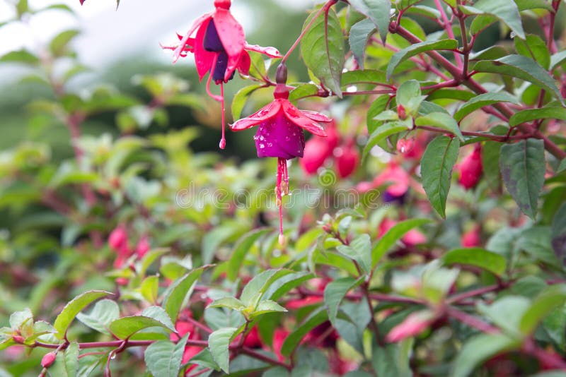 Lady s eardrop stock photo. Image of fragrant, fuschia - 35265962