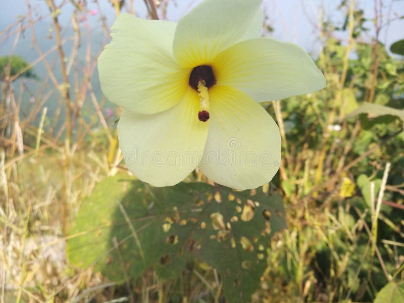 Lady& X27;s Finger Flower Stock Image - Image of yellow, lady: 103341385
