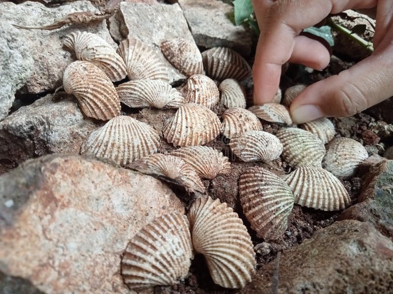 Lady& X27;s Finger Picking Some Shell Stock Photo - Image of seafood ...