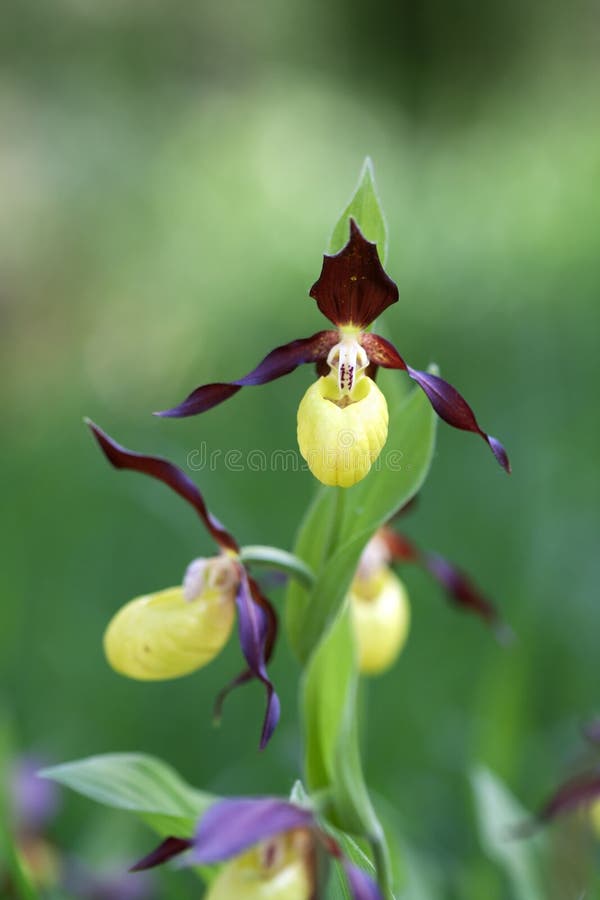 Lady s Slippers stock image. Image of yellow, spring - 29687935