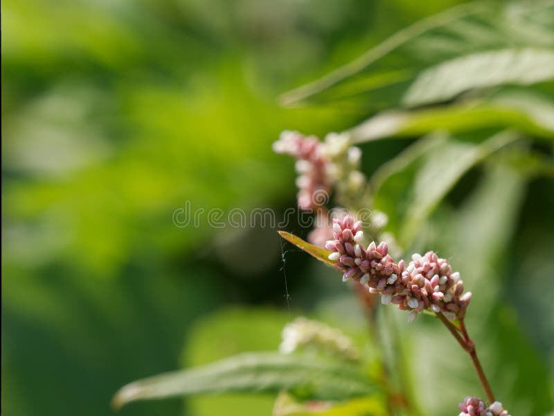A Lady& X27;s Thumb Plant. Persicaria Maculosa Stock Image - Image of ...