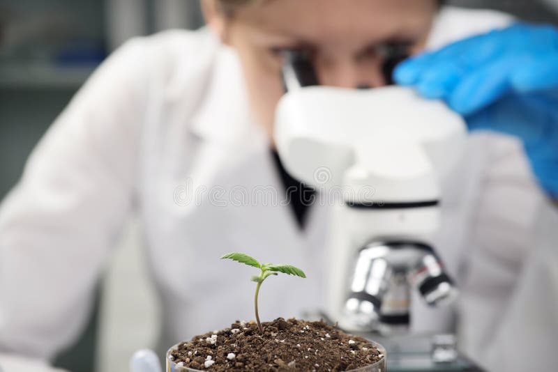 Lady Scientist Examines Sample of Soil Under Microscope Stock Image ...