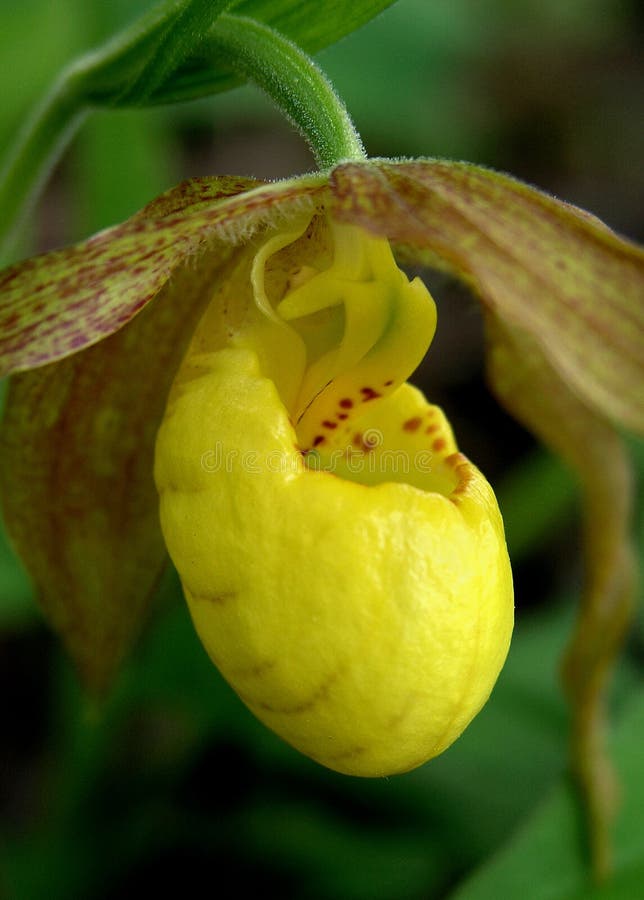 Lady Slipper stock photo. Image of lady, spring, forest - 1110466