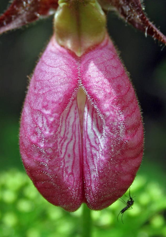 Lady Slipper stock photo. Image of lady, grass, root, seasonal - 3148160