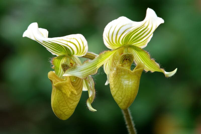 Lady s Slipper Orchid stock photo. Image of beauty, plant - 4937912