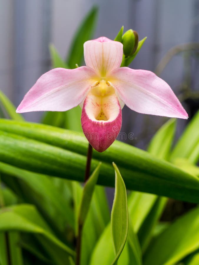 Lady Slipper Orchid stock image. Image of orchids, plant - 24685777