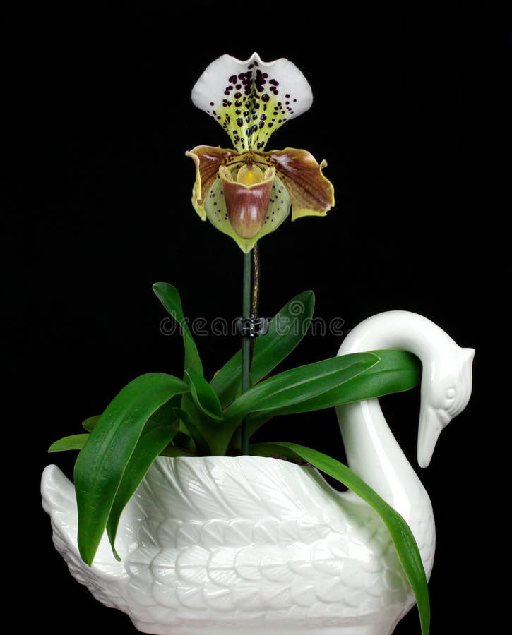 Lady Slipper Orchid Paphiopedilum. Stock Photo - Image of bloom, flower ...