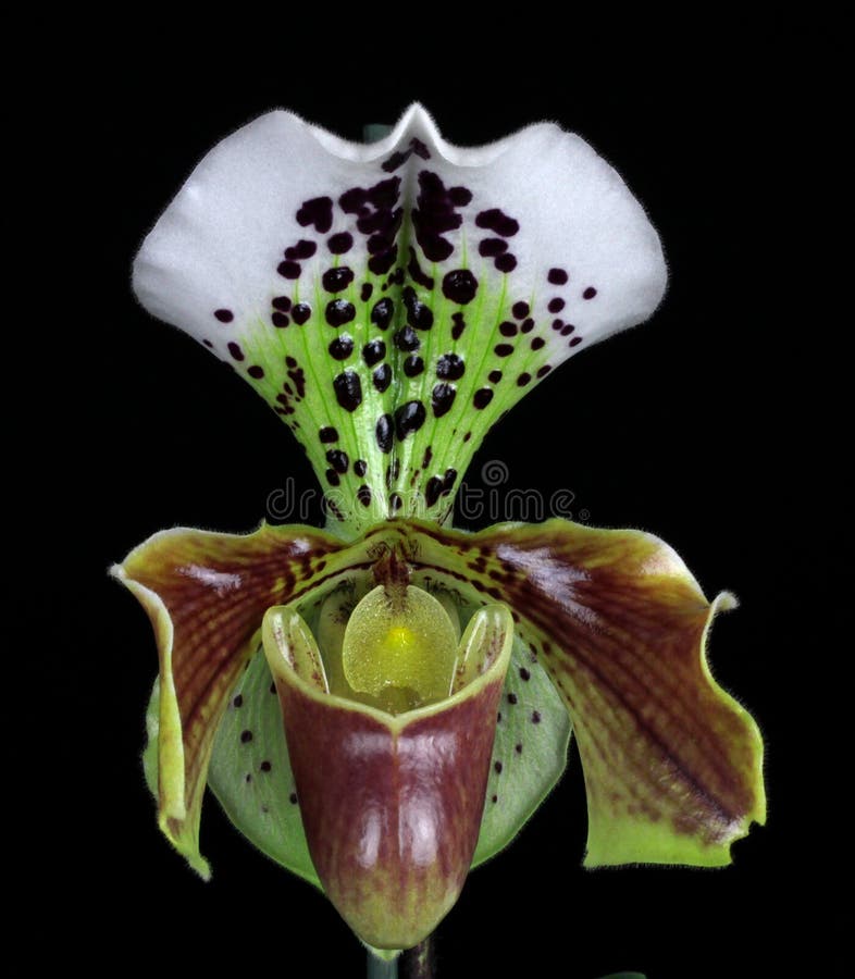 Lady Slipper Orchid Paphiopedilum Stock Image - Image of color ...