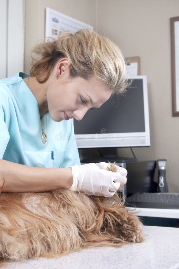Veterinarian Doctor stock image. Image of medic, breed - 14384055