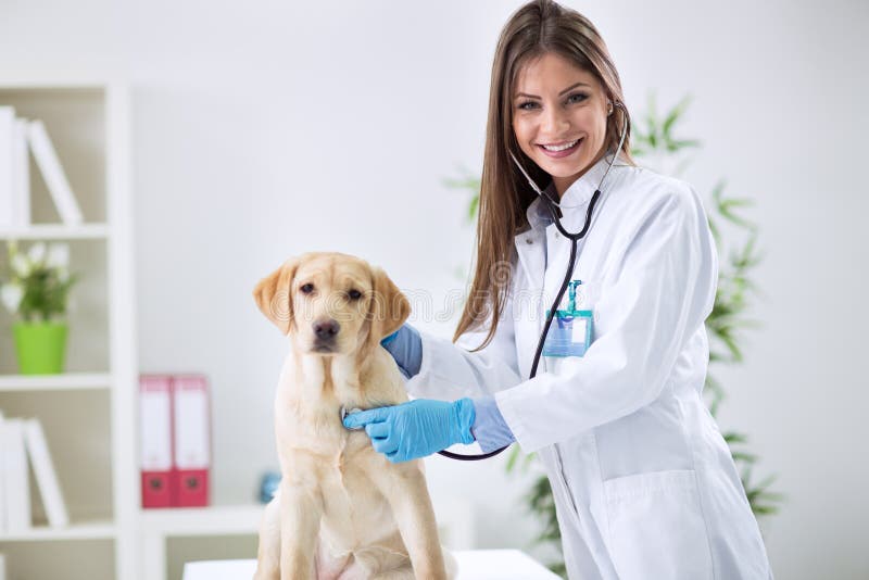 Lady Veterinary Examining the Dog Stock Image - Image of hospital ...
