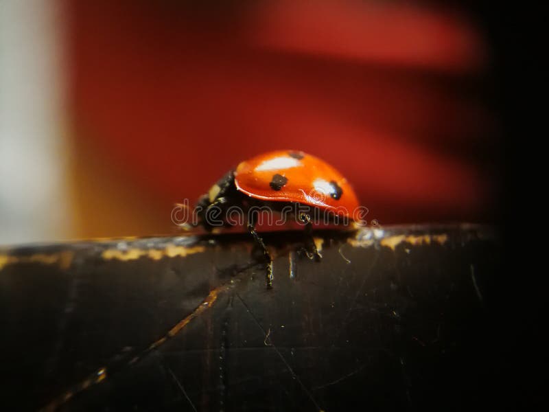 Ladybug stock photo. Image of ladybug, closeup, micro - 117372380