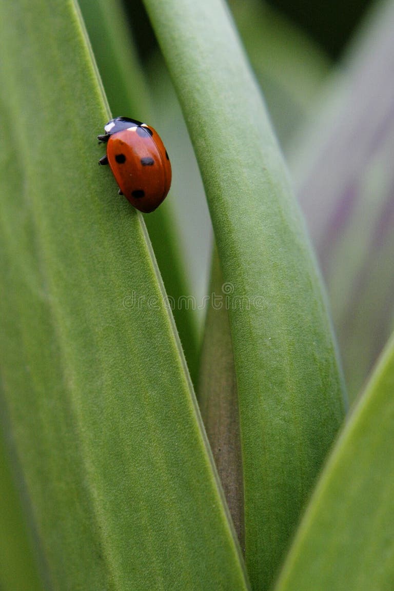4,428 Cute Ladybird Stock Photos - Free & Royalty-Free Stock Photos ...