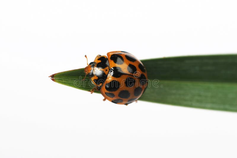 Ladybird stock image. Image of insects, macro, beetle - 1230647