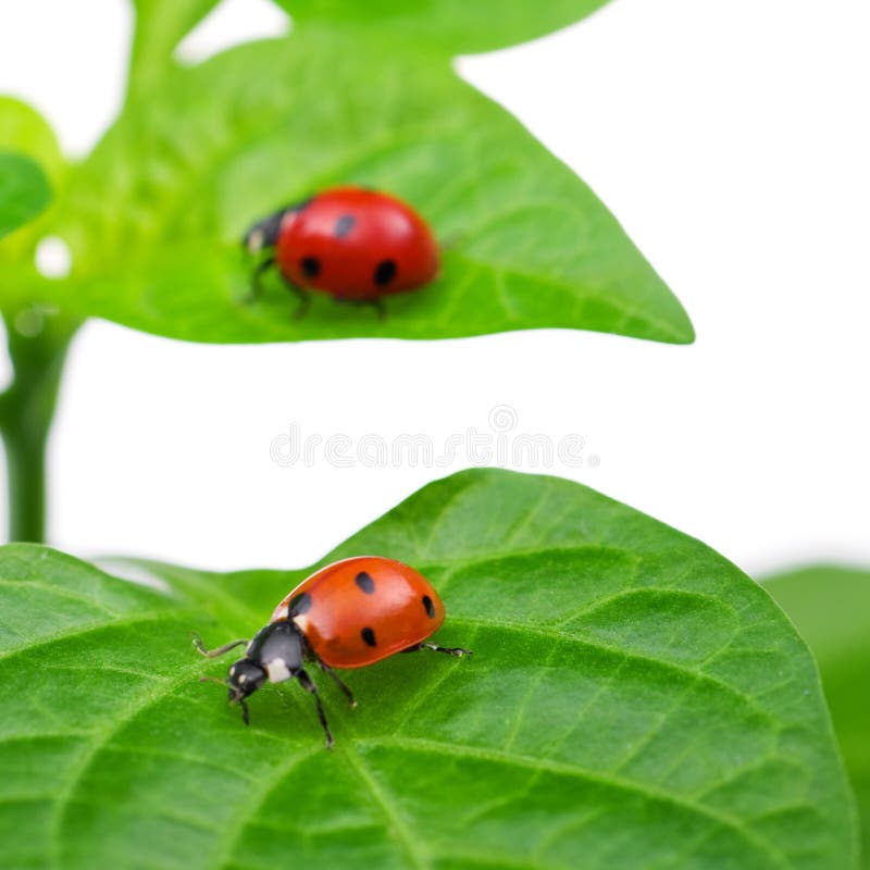 Two ladybugs stock image. Image of insect, sheet, ladybird - 2313889