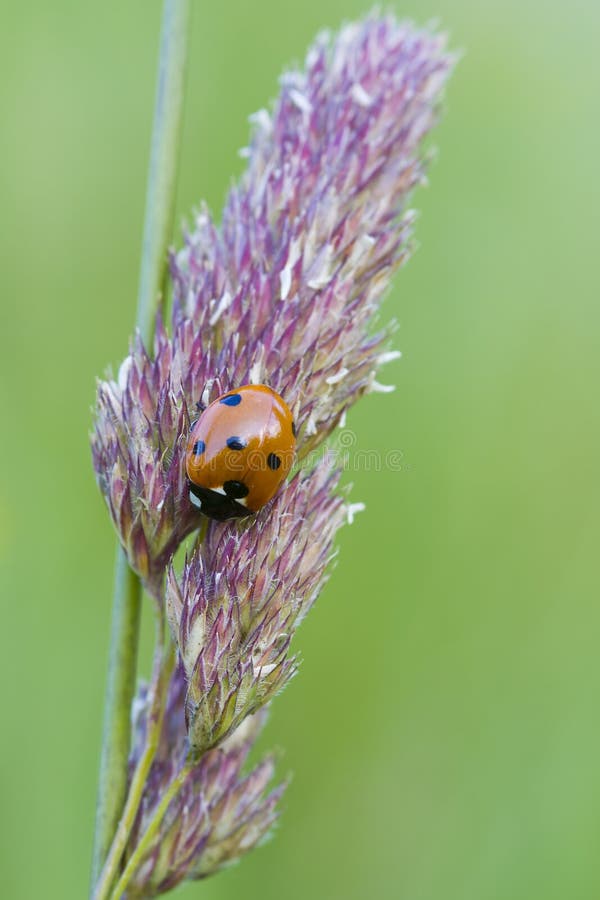 Ladybird stock image. Image of environment, ladybug, small - 26943605