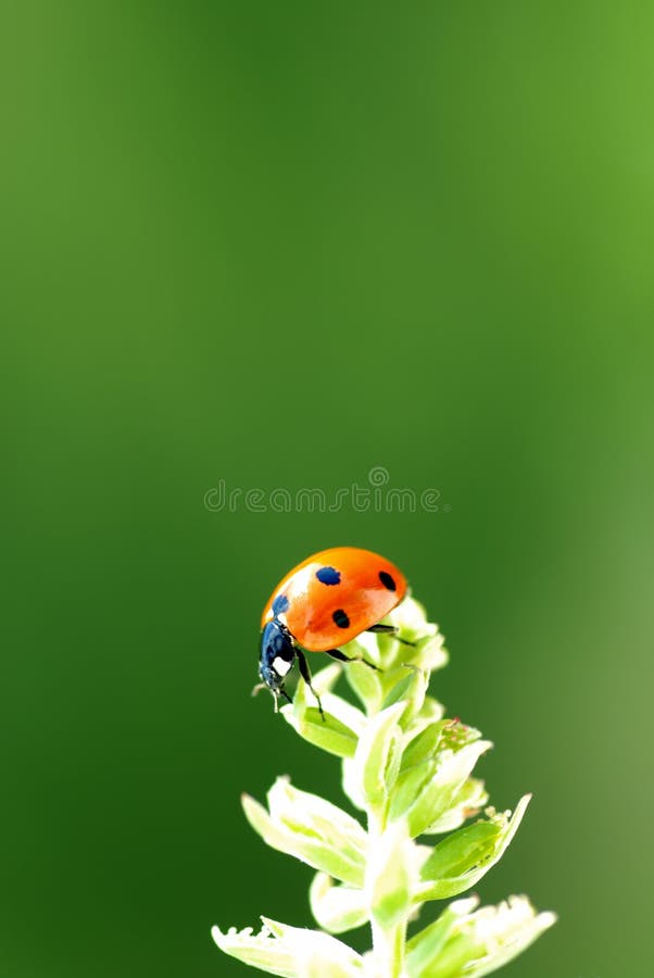 Ladybird stock photo. Image of background, meadow, macro - 3201044