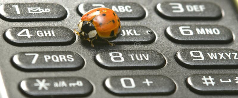Ladybird stock photo. Image of ladyfly, outdoor, environment - 5396924