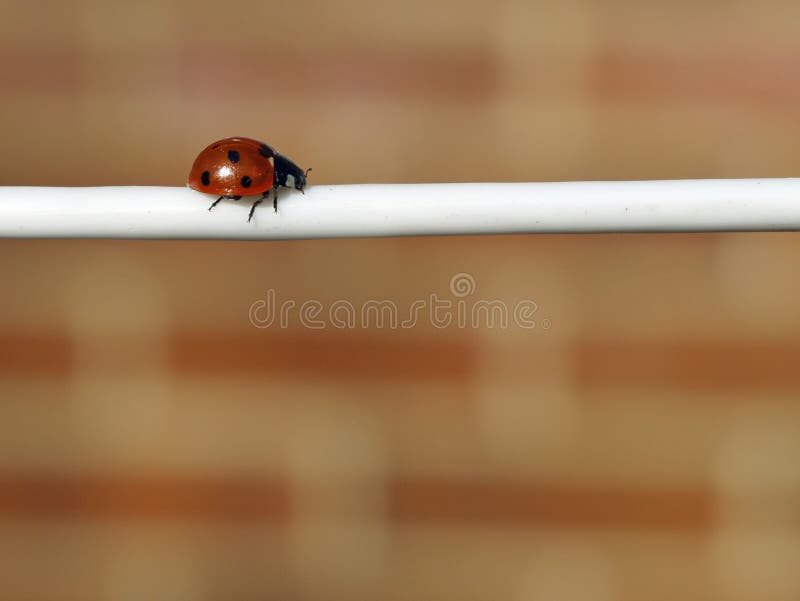 Ladybird stock image. Image of wire, ladybug, straight - 8275077