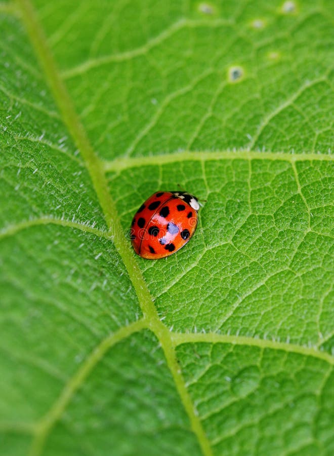 Ladybird on leaf stock photo. Image of close, environment - 4404818