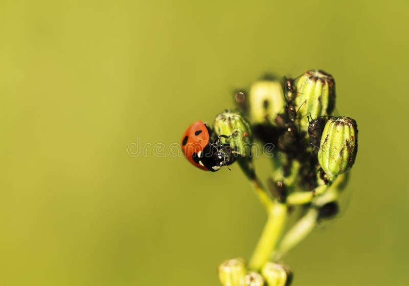 Ants And Ladybug On A Green Leaf Stock Image - Image of ladybird ...