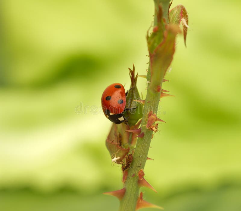 Ladybird attack aphids stock photo. Image of colony, aphididae - 24735922
