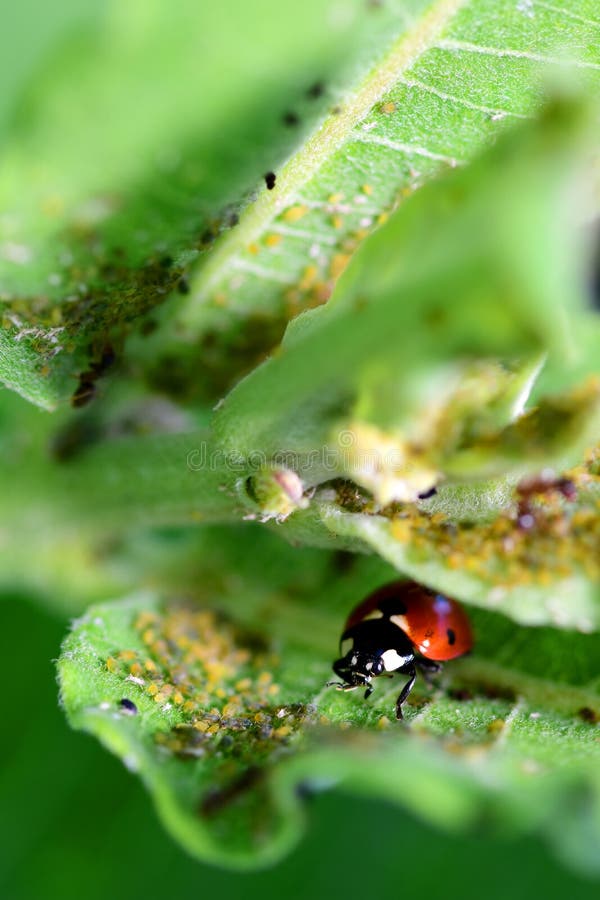 Ladybird Beetle stock image. Image of lady, coccinellidae - 141046079