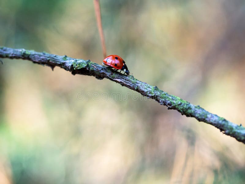 A Ladybird on a Branch, Close Up Shot Stock Image - Image of horizontal ...