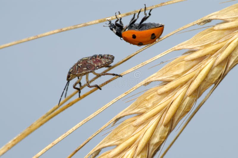 Ladybird and the Bug in the Ear Stock Photo - Image of small, insects ...