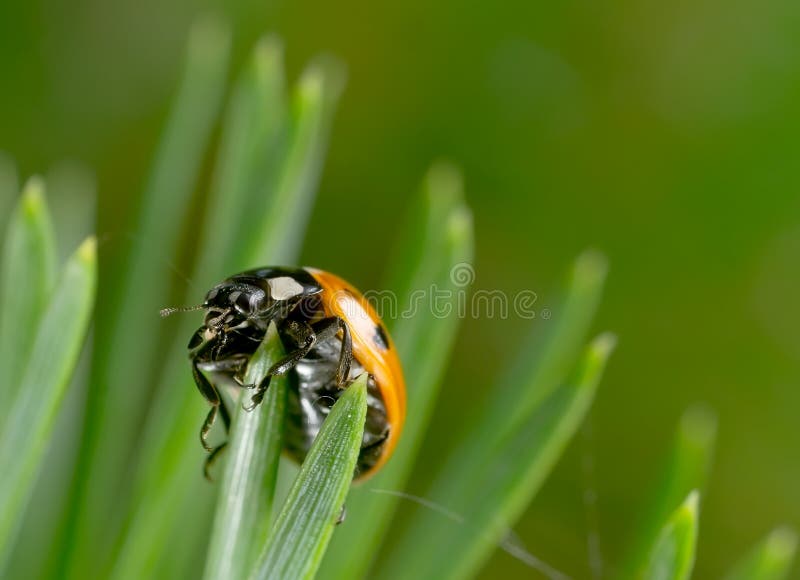 Ladybird close- up. stock photo. Image of nature, insect - 84304854