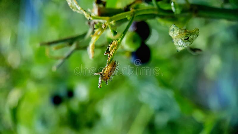 A Ladybird Cocoon Ready To Be Born Stock Image - Image of born, insect ...