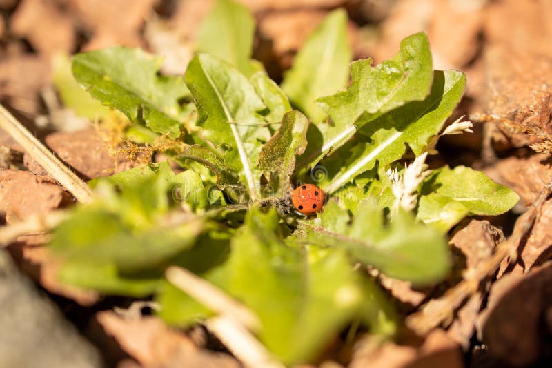 A Ladybird Crawling on a Weed Stock Image - Image of bright, garden ...
