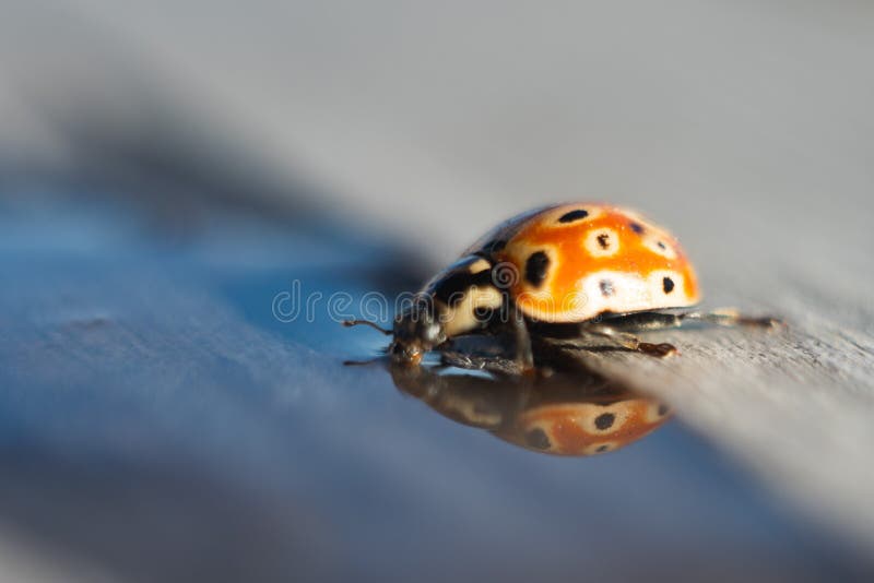 Insect reflection stock image. Image of view, indoors - 30183165