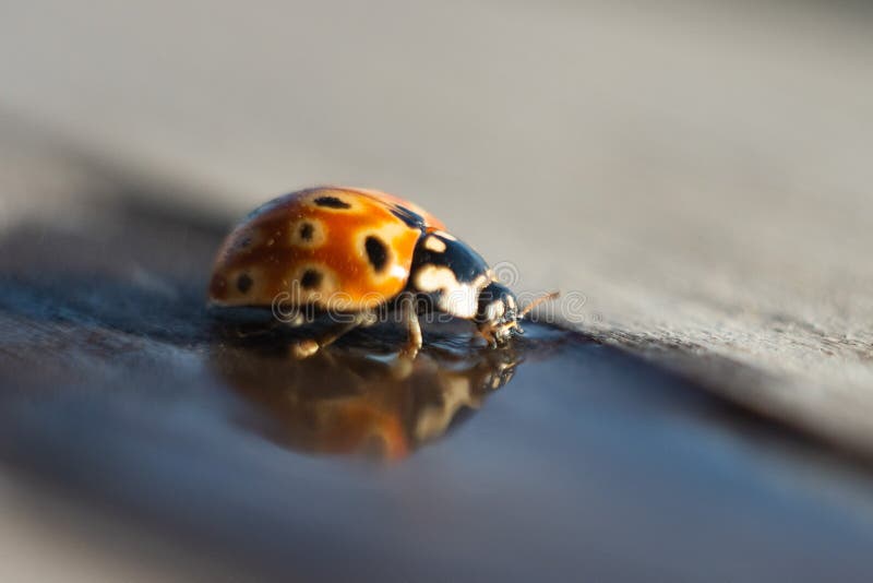 Ladybird Drinks Water. Macro Photography Stock Image - Image of color ...