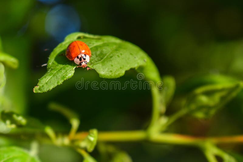 Ladybird Eating a Green Leaf of a Tree in the Rays of the Setting Sun ...