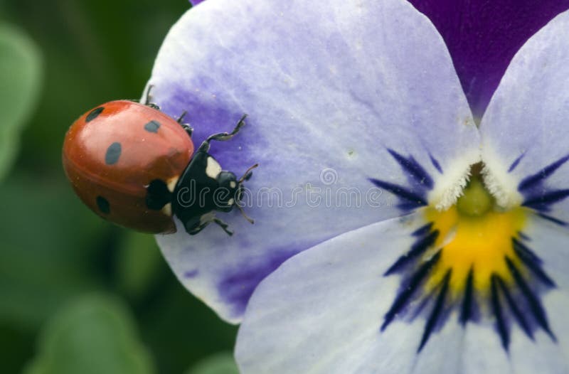 Ladybird on flower stock photo. Image of gerbera, colored - 8013628